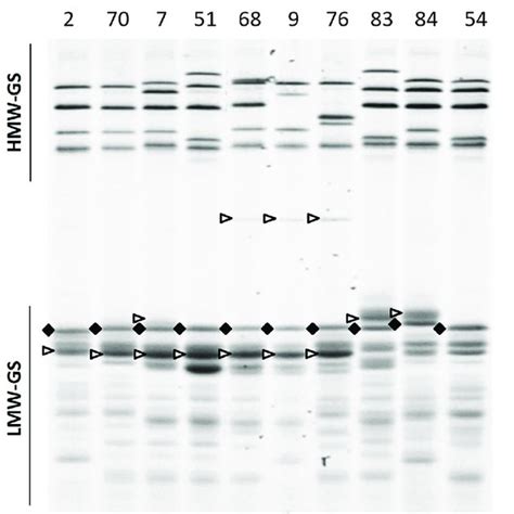 High And Low Molecular Weight Subunit Composition Hmw And Lmw Gs By