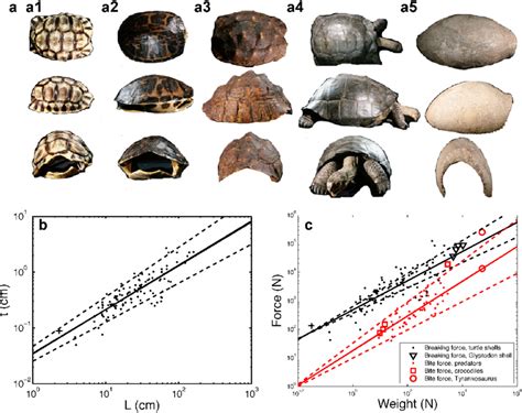 A Turtle Shells From 3 100 Cm In Diameter Here Magnified To The Same