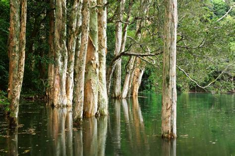 Tree Roots In Water Stock Image Image Of Water Surfacing 4779703