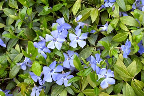 Periwinkle Flower Care Guide For Periwinkle Raleigh Nc