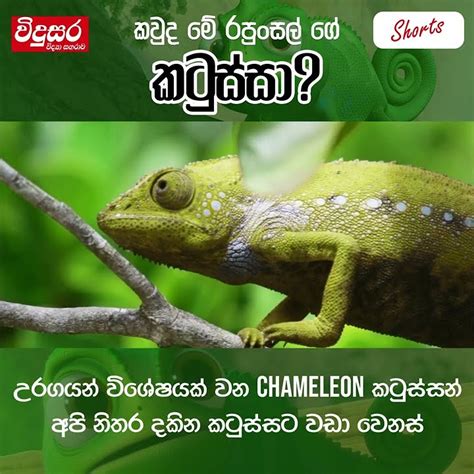 කවුද මේ රපුංසල් ගේ කටුස්සා Who Is This Rapunzels Lizard Youtube