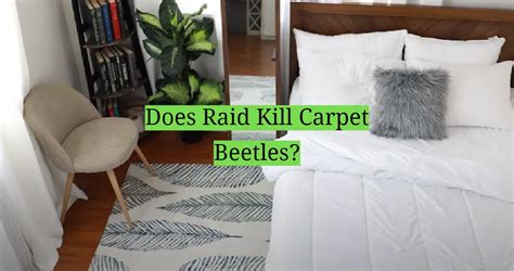 Does Raid Kill Carpet Beetles Homeprofy