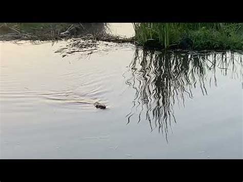 Beaver Tail Slap - YouTube