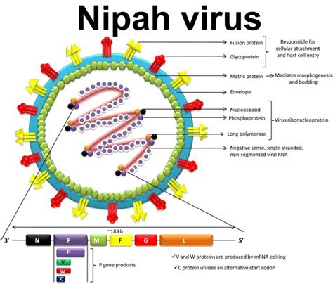 Nipah Virus Transmission Outbreak Symptoms Diagnosis Treatment