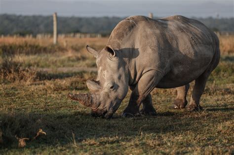 Genome Map May Help Save Near Extinct Rhino Species