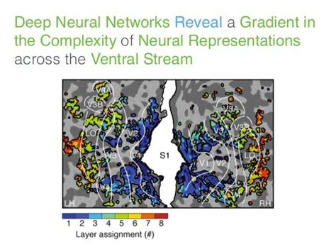 Article Overview Deep Neural Networks Reveal A Gradient In The Compl
