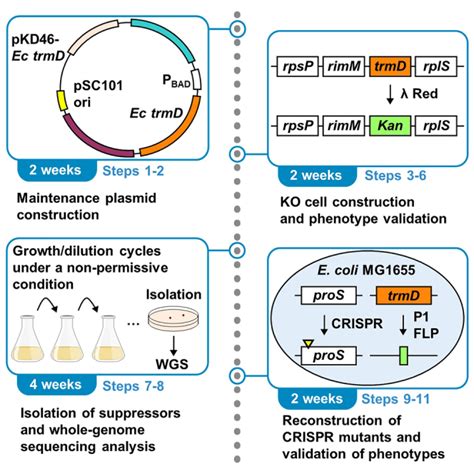 Protocol To Identify The Core Gene Supported By An Essential Gene In E Coli Bacteria Using A