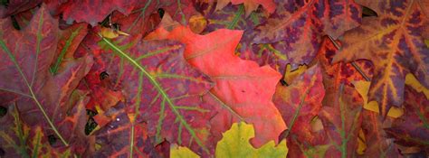 무료 이미지 빨간 가을 시즌 단풍 나무 단풍잎 이파리 그림 물감 꽃 피는 식물 우디 식물 육상 식물 6000x2223 930374 무료 이미지