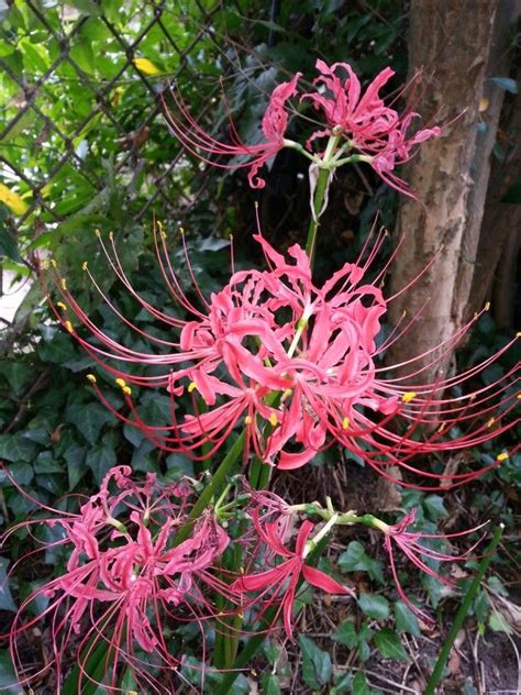 Lycoris Radiata Spider Lilly