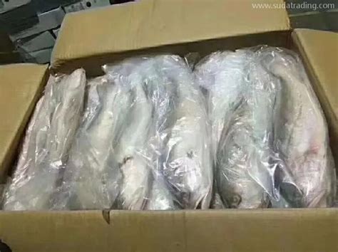 越南巴沙鱼进口清关的流程以及准入问题 进口报关清关代理公司 广东速达