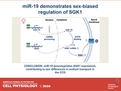 microrna 19 is regulated by aldosterone in a sex specific manner to