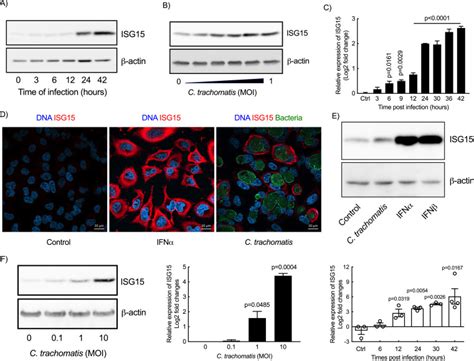 Chlamydia Driven Isg15 Expression Dampens The Immune Response Of Epithelial Cells Independently