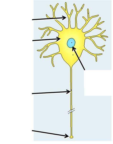 Neuron Diagram Quizlet