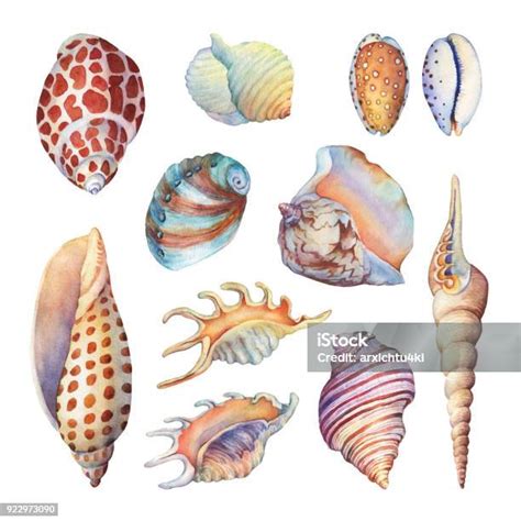 수 중 생활 개체다양 한 열 대 조개 및 불가사리의 그림의 집합입니다 해양 디자인입니다 핸드는 흰색 바탕에 수채화 그림을 그려 개체 그룹에 대한 스톡 벡터 아트 및 기타