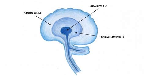 Neocortex Cerebrum Structure And Functions