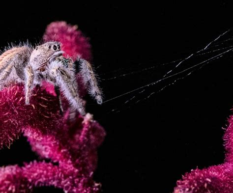 Consider The Spider With Ximena Nelson Podcast Templeton World Charity Foundation Inc