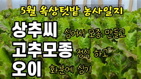 5월 옥상텃밭 농사일지 상추씨 고추모종 오이심기 Youtube