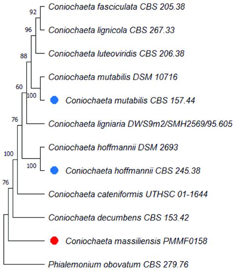Multilocus Phylogenetic Tree Of The Newly Isolated Species Coniochaeta