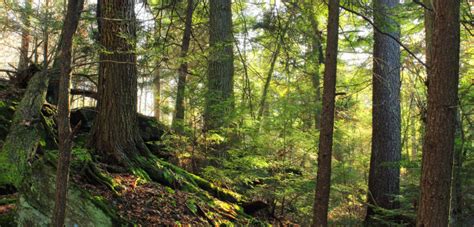 Forest Ecosystem Integrity Woodwell Climate