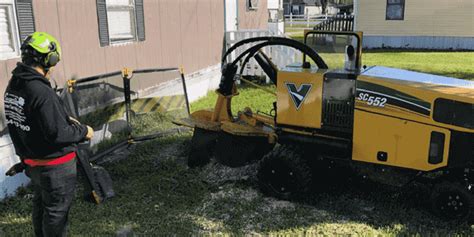 Remove Tree Roots A Guide To Clearing Roots Safely