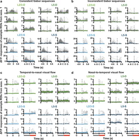 A Δf F Response Traces To Each Consistent Gabor Sequence Gray For Download Scientific