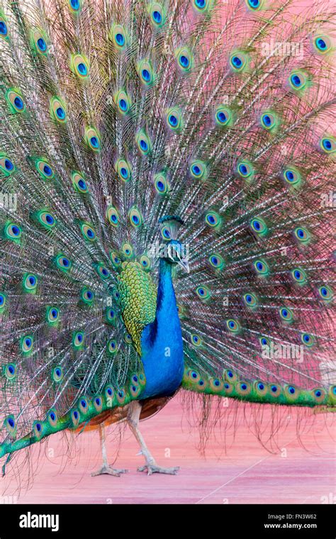 Pfau Tanzen Fotos Und Bildmaterial In Hoher Auflösung Alamy