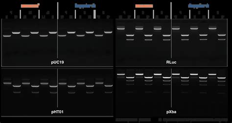 Monarch® Spin Plasmid Miniprep Kit Neb