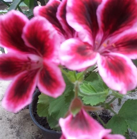 ლალიკოს ყვავილები