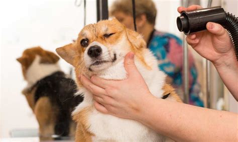 How To Care For A Corgi Corgi Care