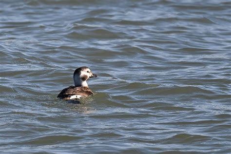 PI Bird Alert Birding PI