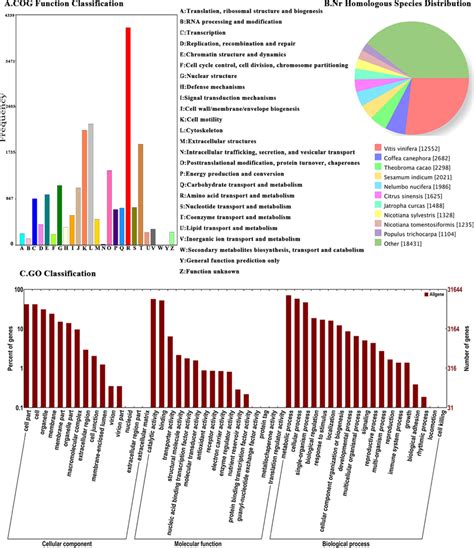 Functional Annotation And Classification Of All Unigenes Identified In