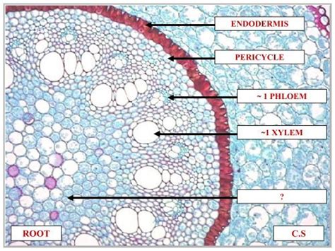 Root Cs Building The Pride