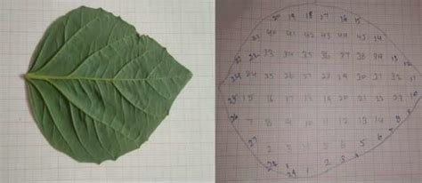 Determination Of Leaf Area Download Scientific Diagram