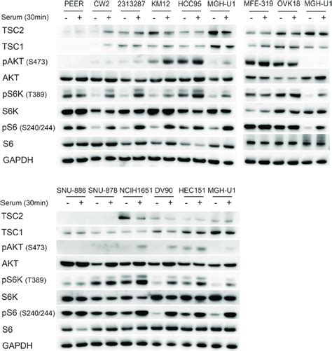 Identification And Characterization Of Cell Lines With Tsc1 Or Tsc2 Download Scientific Diagram