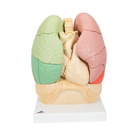 Segmented Lung Model G70 1008494 Lung Anatomy 3b Scientific Anatomystuff