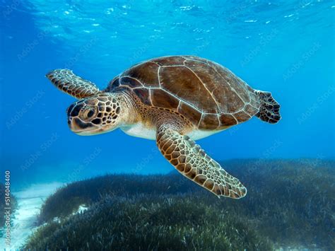 Poster Chelonia Mydas Green Sea Turtle From The Island Of Cyprus Wall Art Ukposters