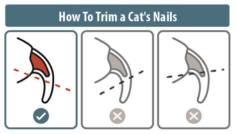 Cat Declawing Chart