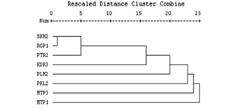Upgma Based Dendrogram Showing Relationship Among Pseudomonas