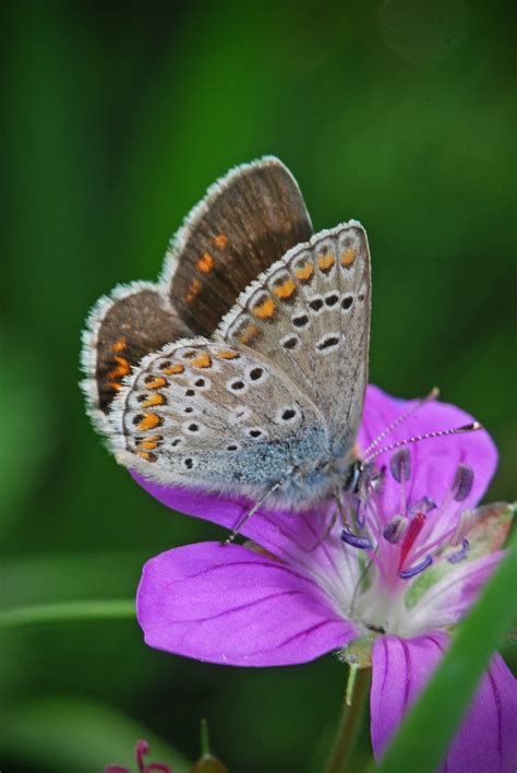 Aricia Agestis — Бабочки Нижегородской области