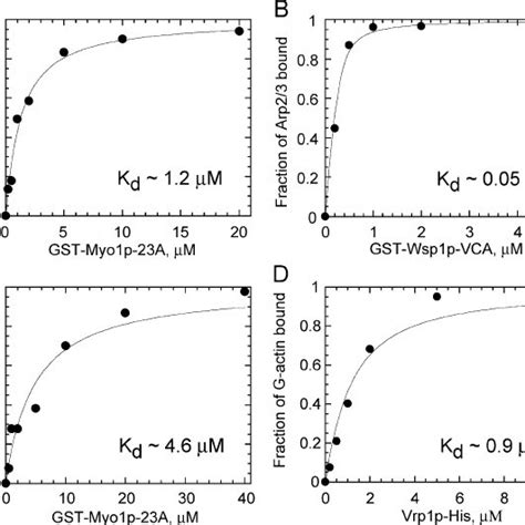 Fluorescence Microscopy Of The Products Of Actin Polymerization Download Scientific Diagram