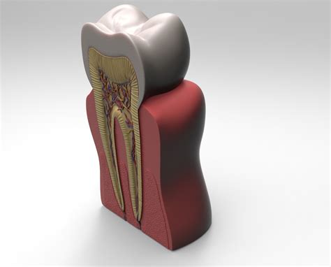 Stl File Tooth Study 🦷 ・3d Print Object To Download・cults