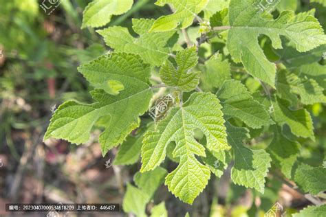 构树 枝叶 植物花草 摄影素材 汇图网