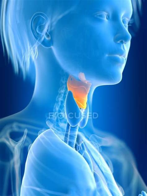 D Rendered Illustration Of Colored Female Larynx In Body Silhouette Voice Cord Stock