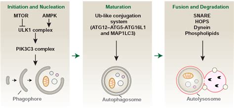 Lipophagy Semantic Scholar