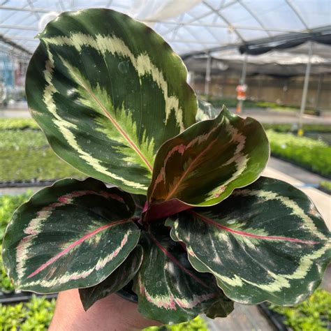 Calathea Veitchiana Medallion Prayer Plant 45 Pot Little Prince