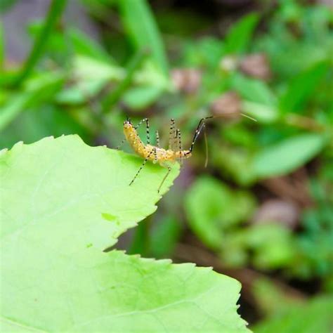 Assasin Bug Bugguidenet