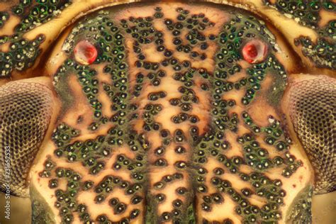 Extreme Magnification Stink Bug Details Under The Microscope Stock