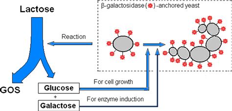 Beta Galactosidase Active Site
