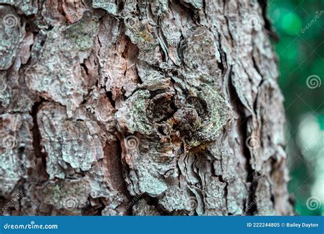 Cracking Tree Bark Stock Image Image Of Branch Trunk 222244805