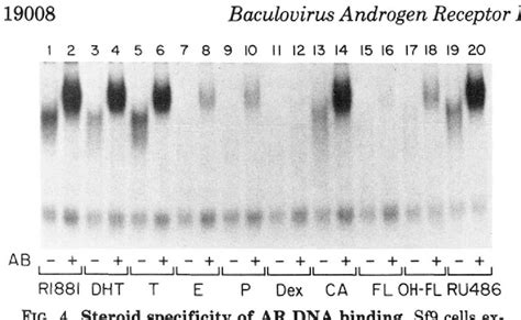 Androgen Response Element Semantic Scholar